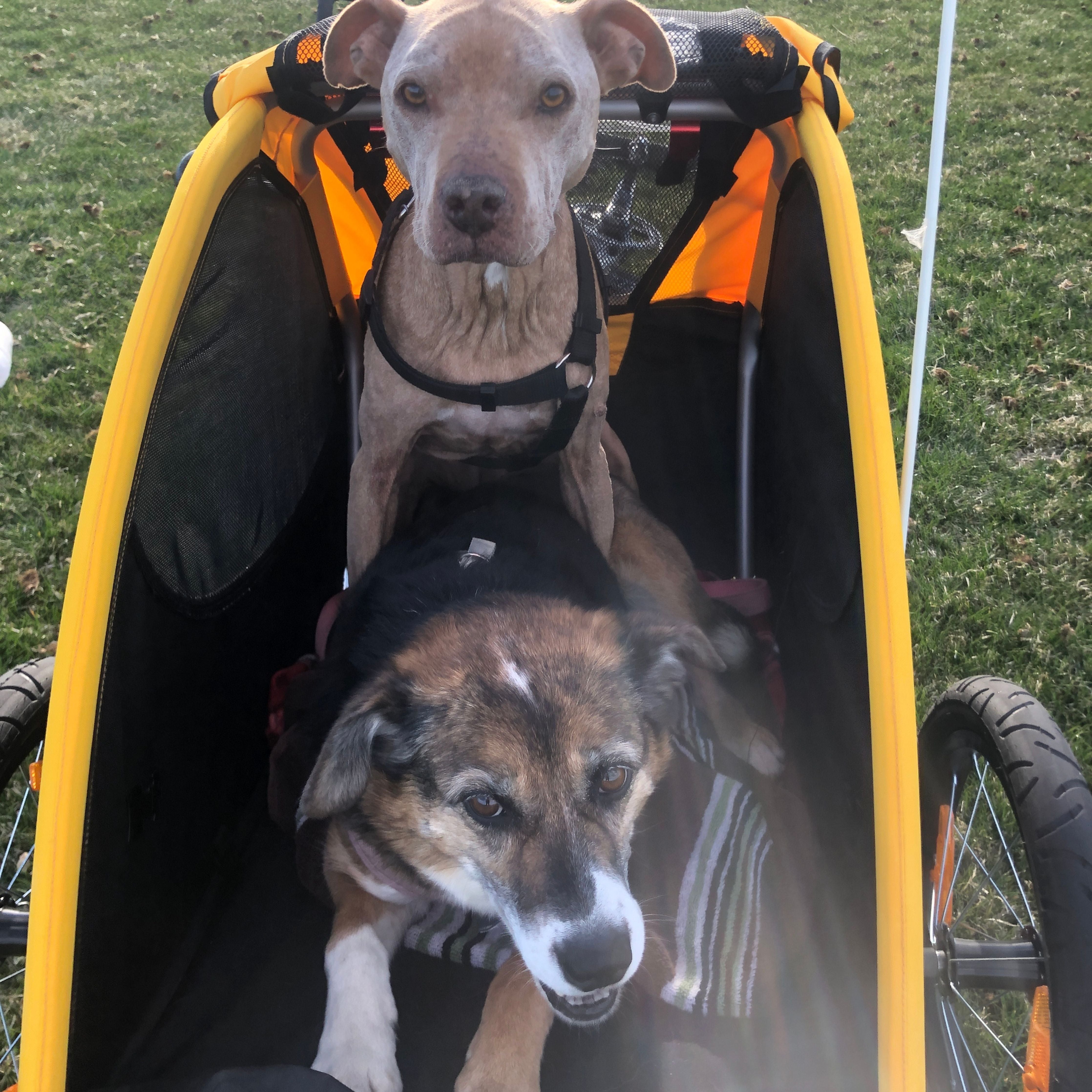 Bike Pet Trailers – Bike Bliss